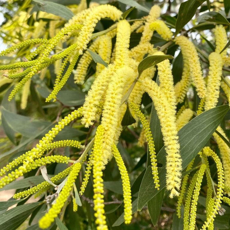 30 Popular Types Of Acacia Pictorial Guide