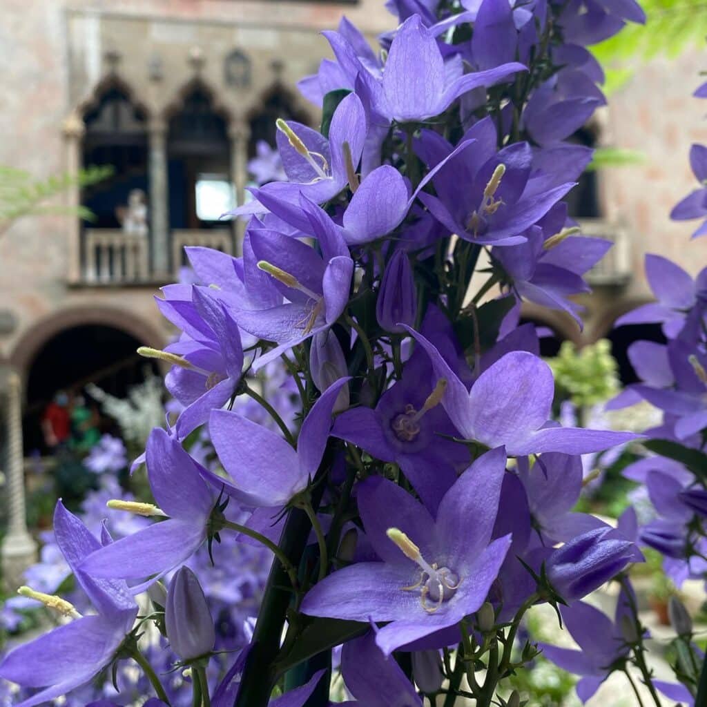 20 Popular Types Of Campanula Pictorial Guide