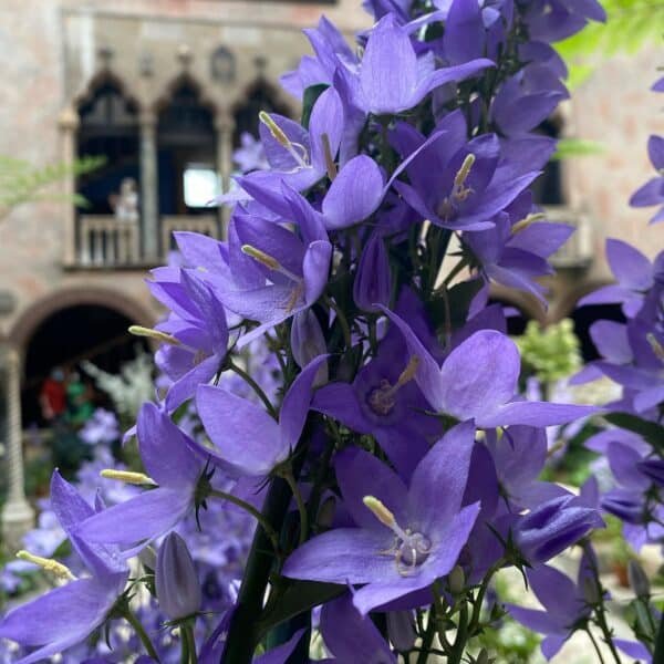 20 Popular Types Of Campanula Pictorial Guide