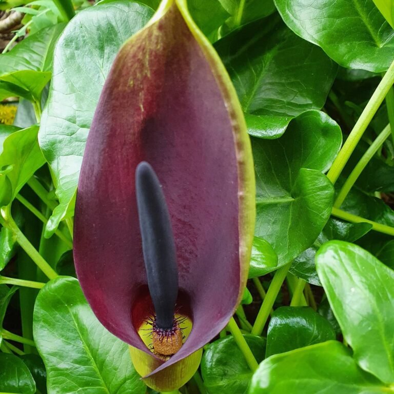 18 Popular Types Of Arum Pictorial Guide