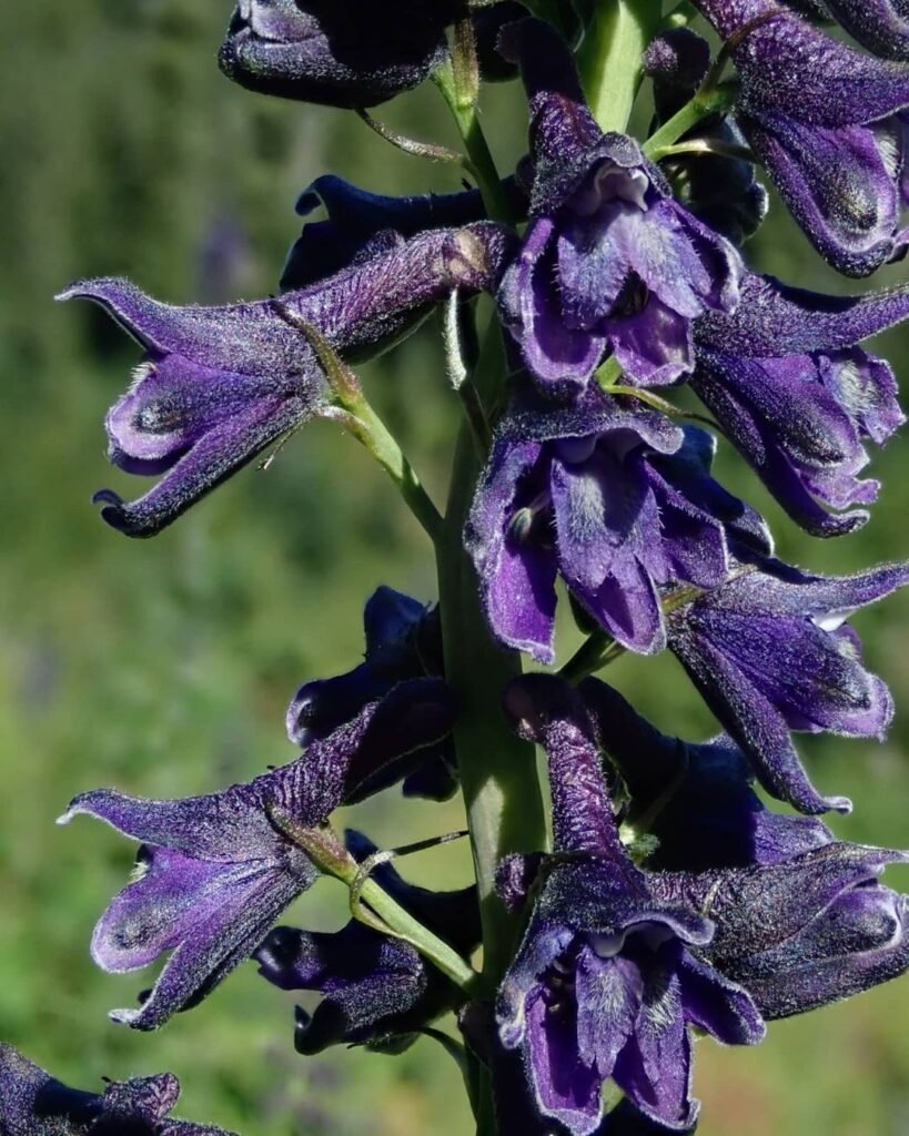 30 Popular Types Of Delphinium Pictorial Guide