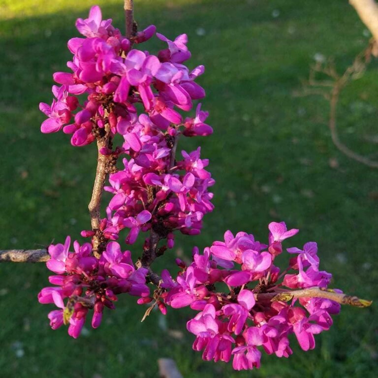 15 Popular Types Of Cercis Pictorial Guide