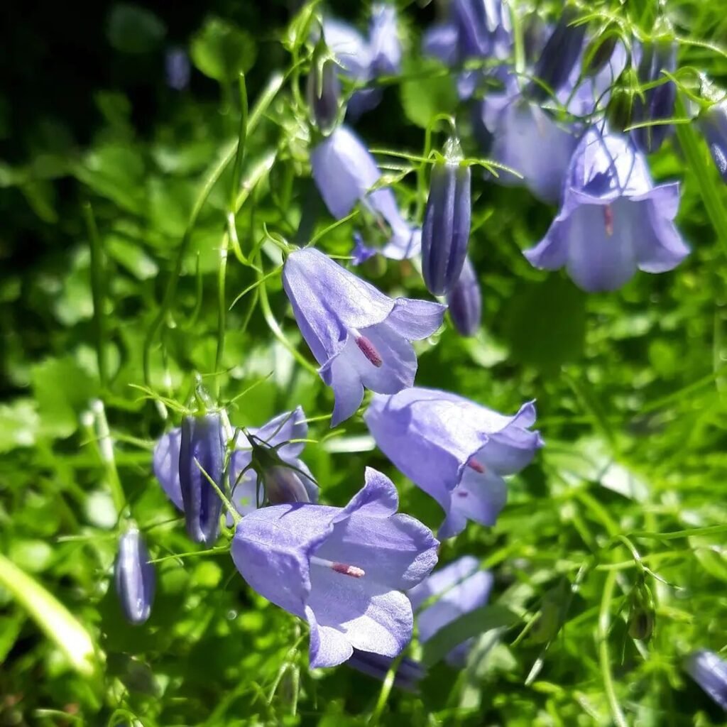 20 Popular Types Of Campanula Pictorial Guide