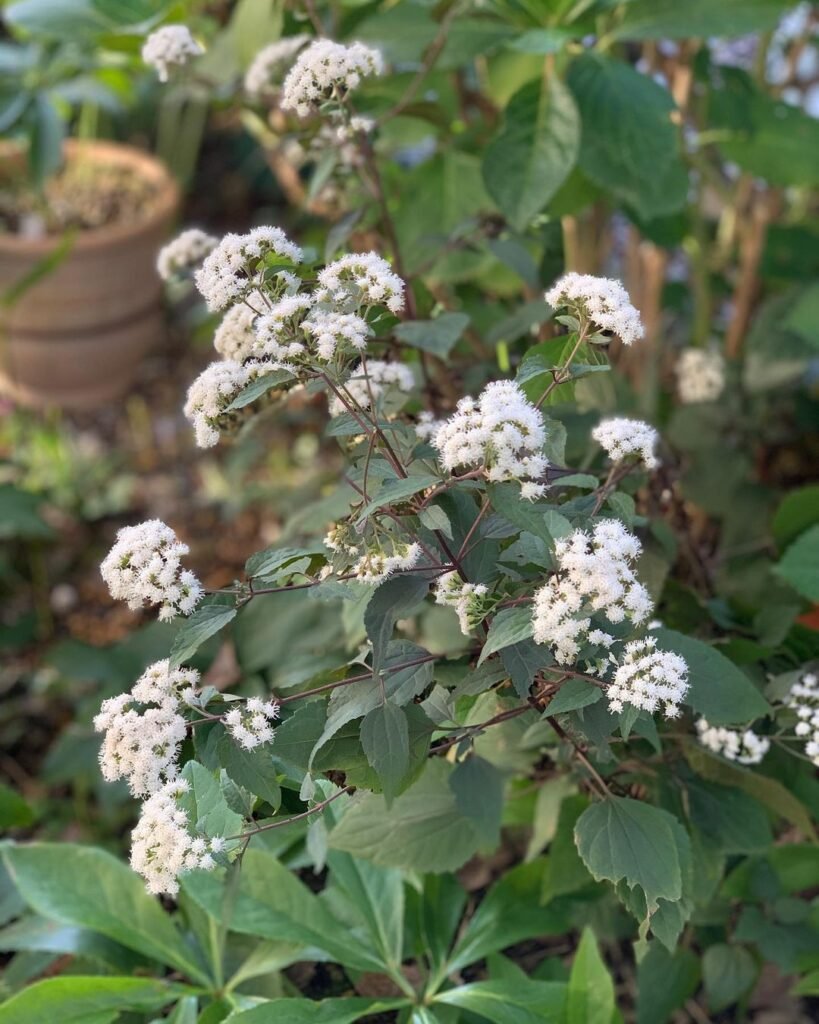 12 Popular Types Of Eupatorium Pictorial Guide