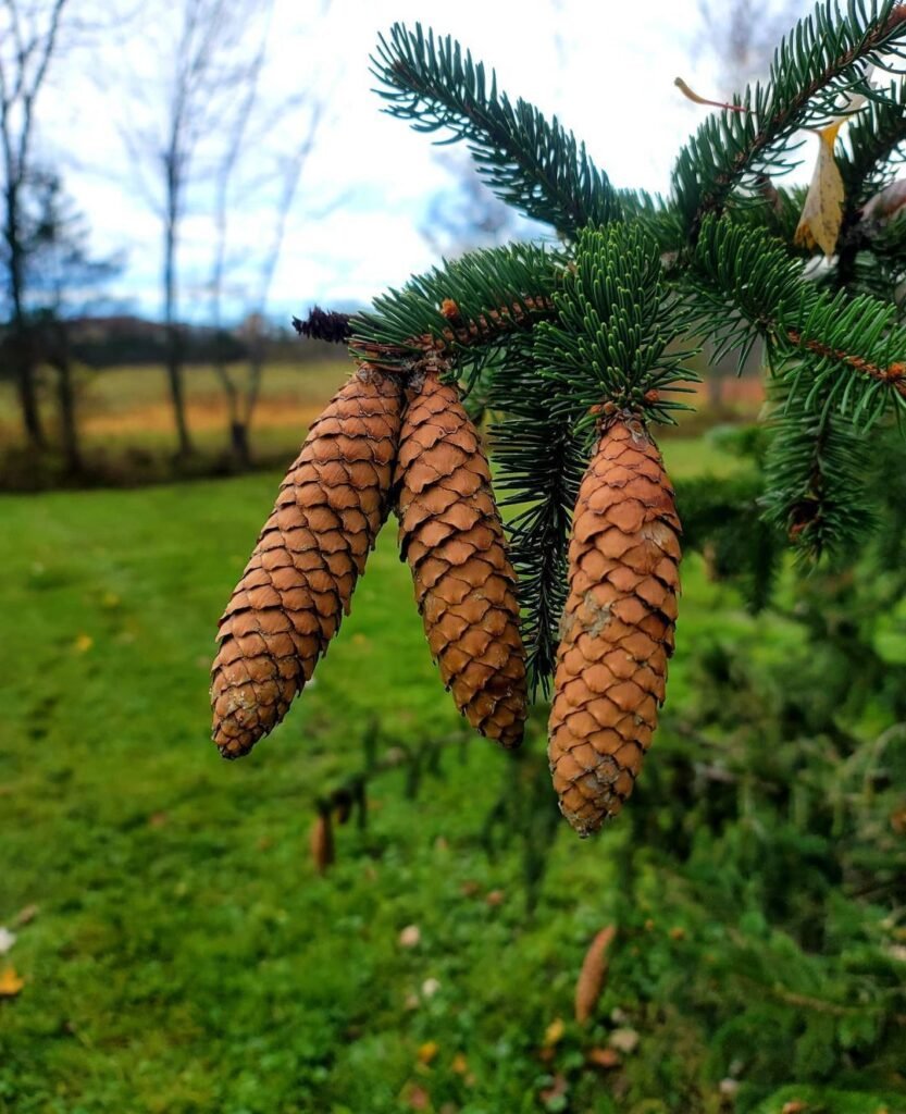 40 Popular Types Of Pinus Pictorial Guide