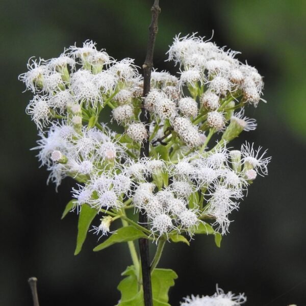 12 Popular Types Of Eupatorium Pictorial Guide