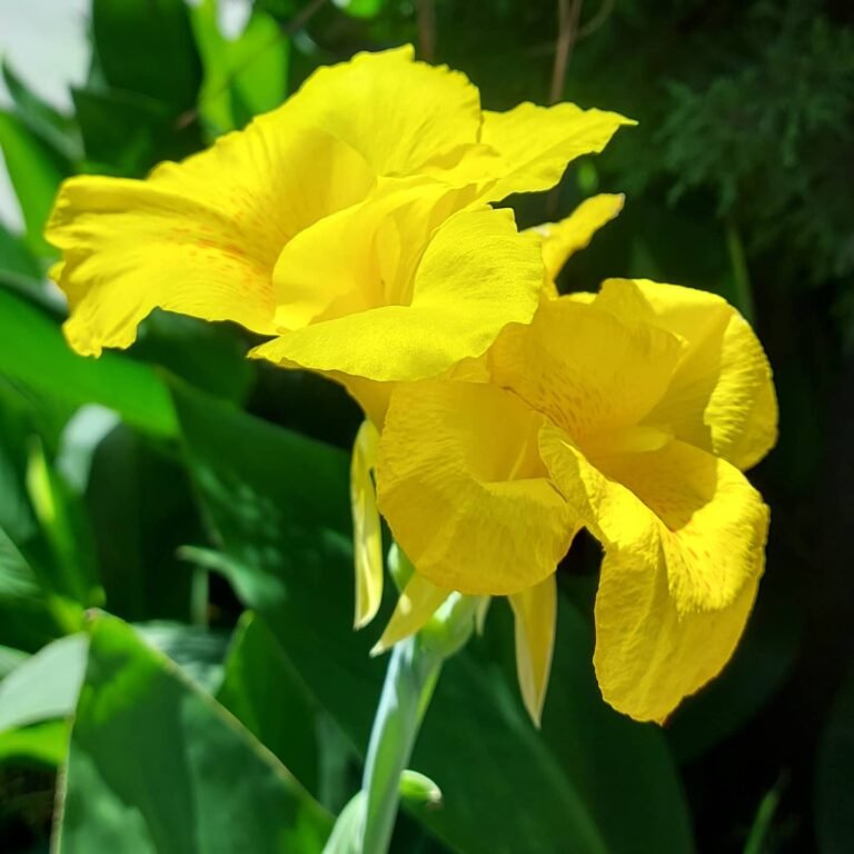 22 Popular Types Of Canna Pictorial Guide