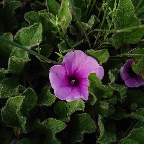 30 Popular Types Of Ipomoea Pictorial Guide