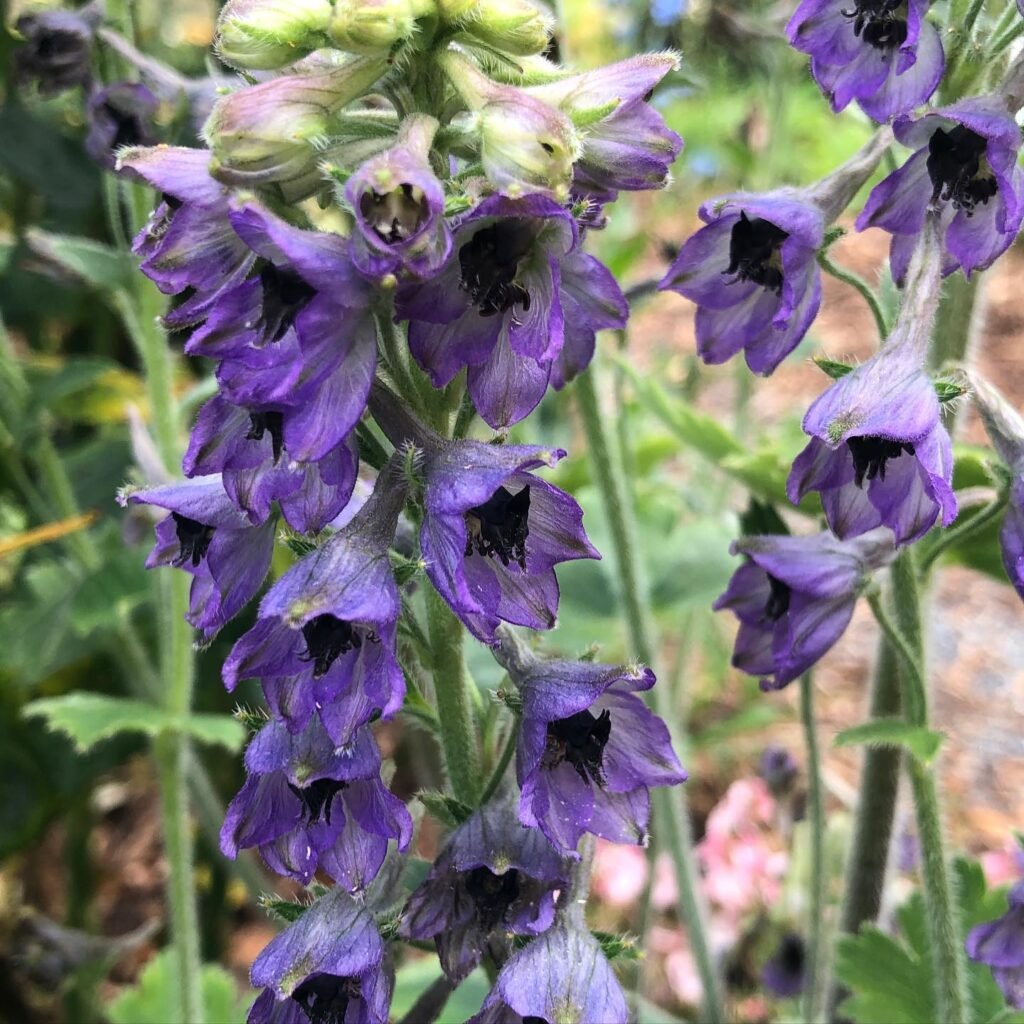 30 Popular Types Of Delphinium Pictorial Guide