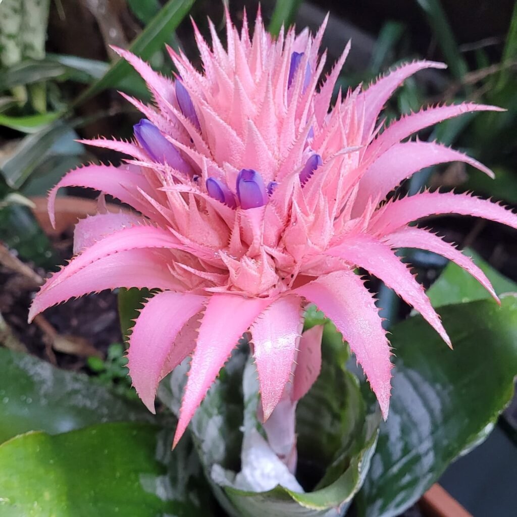 10 Pink Houseplants That Will Boost Your Mood And Reduce Stress