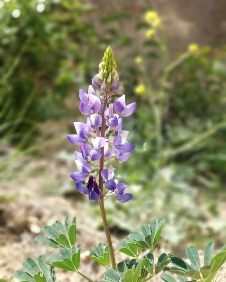 20 Popular Types Of Lupinus Pictorial Guide