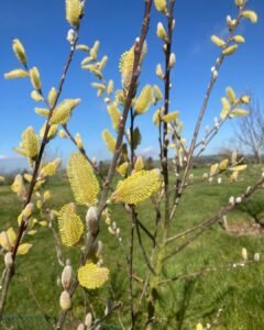 20 Popular Types Of Salix Pictorial Guide