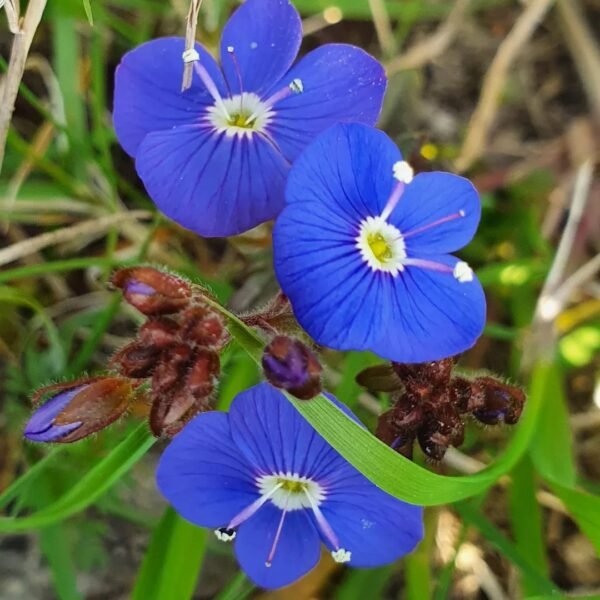 30 Popular Types Of Veronica Pictorial Guide