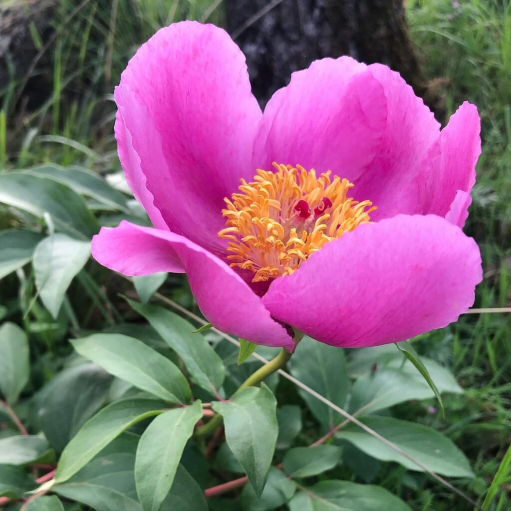 39 Popular Types Of Peony Pictorial Guide