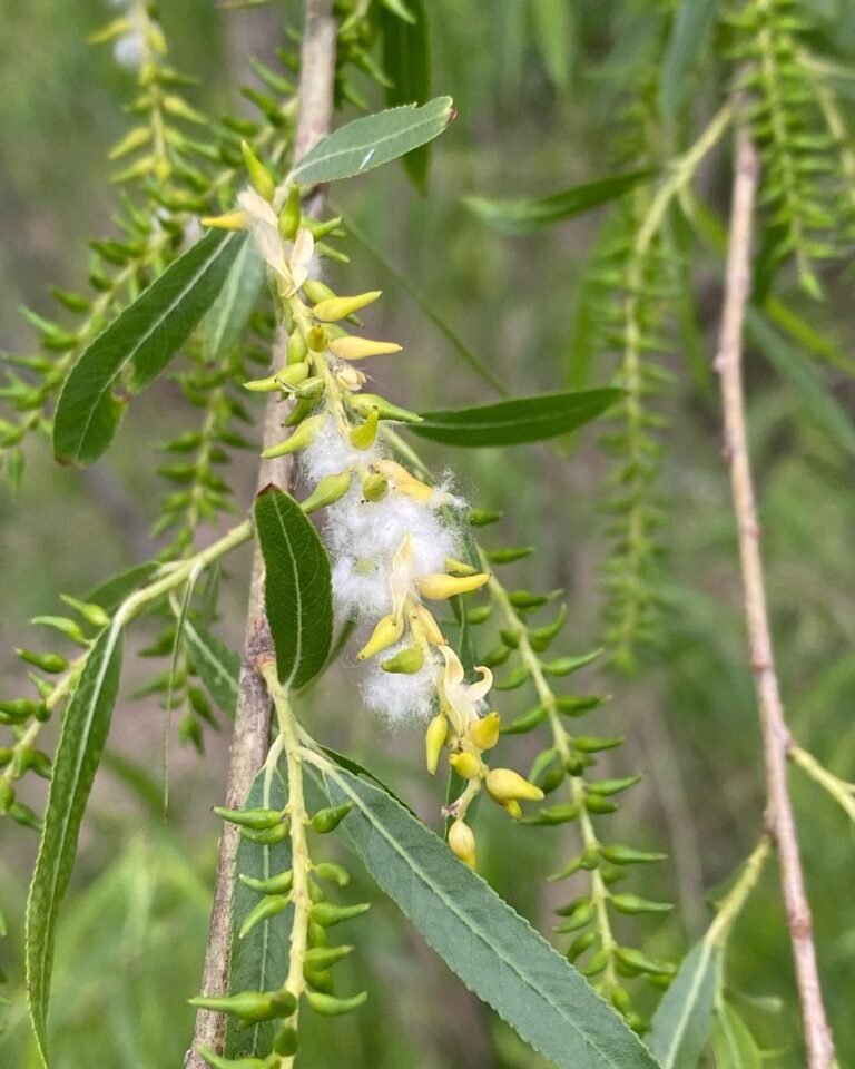 20 Popular Types Of Salix Pictorial Guide