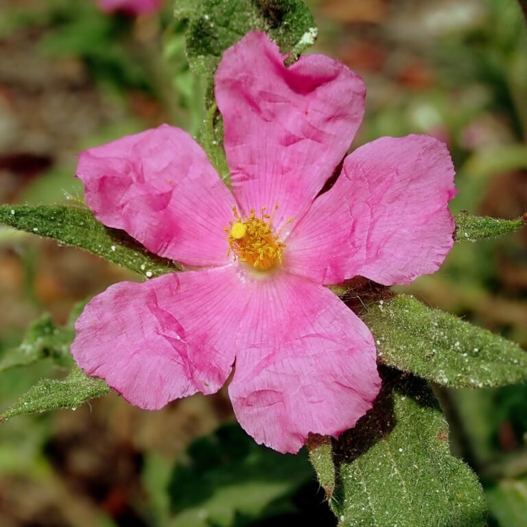 20 Popular Types Of Cistus Pictorial Guide