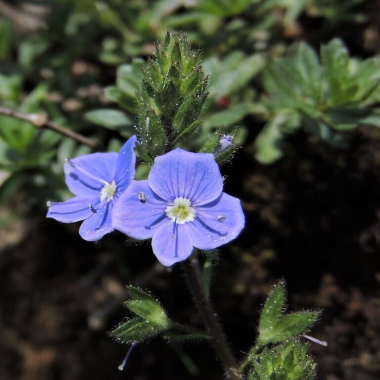 30 Popular Types Of Veronica Pictorial Guide