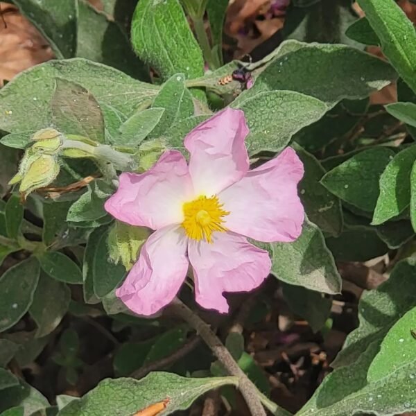20 Popular Types Of Cistus Pictorial Guide