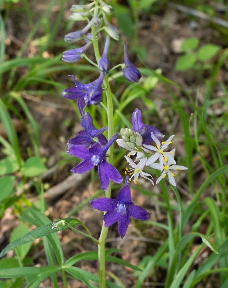30 Popular Types Of Delphinium Pictorial Guide
