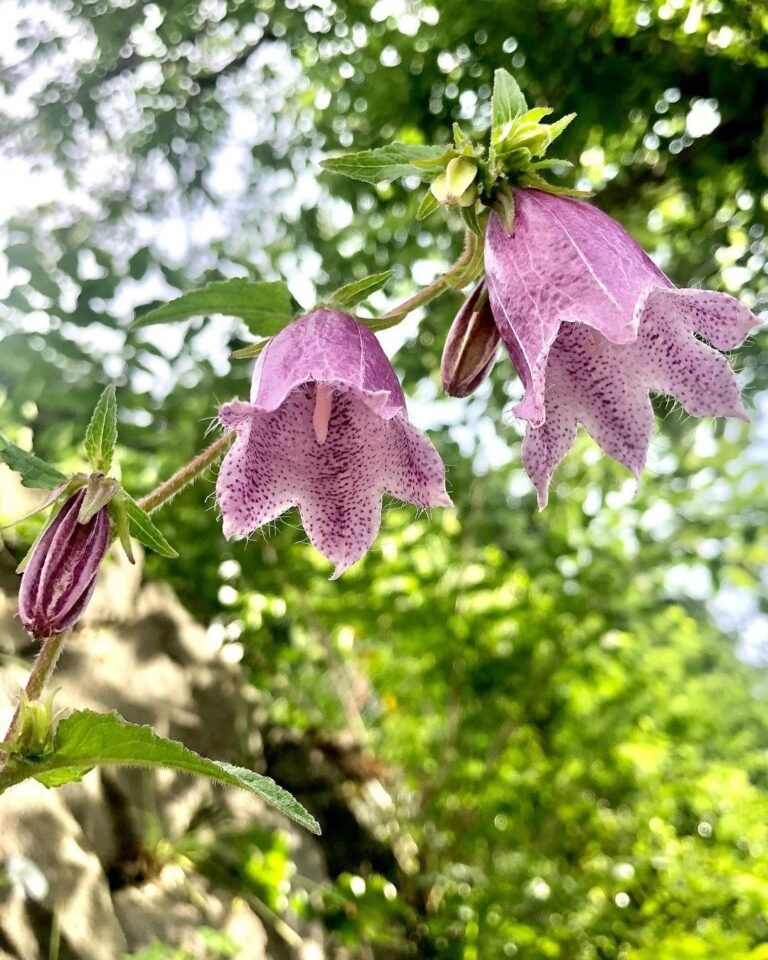 20 Popular Types Of Campanula Pictorial Guide