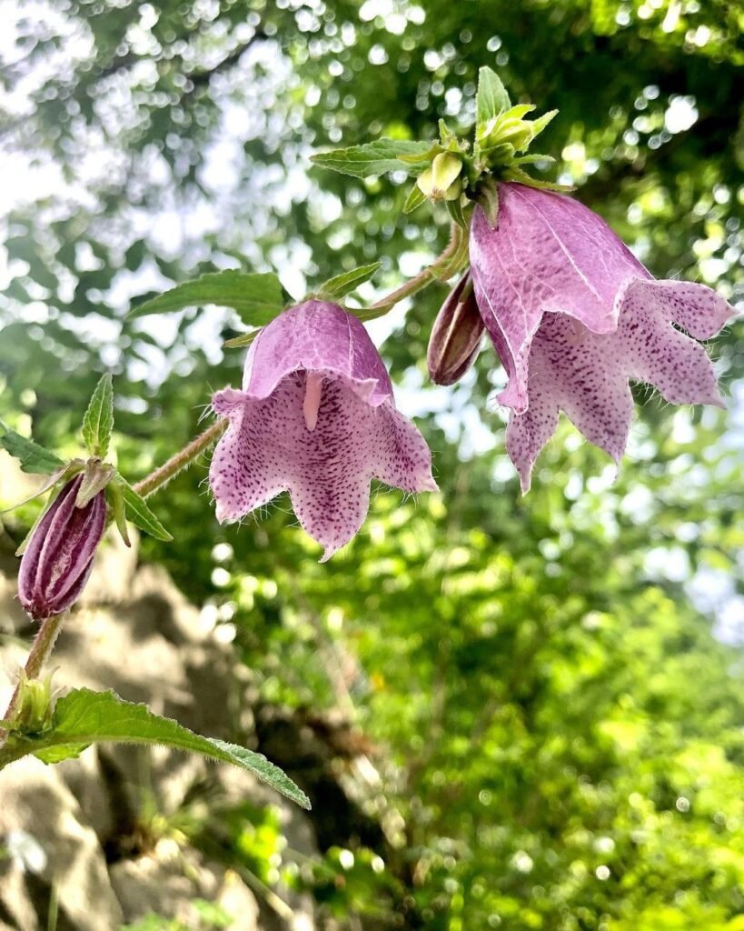 20 Popular Types Of Campanula Pictorial Guide