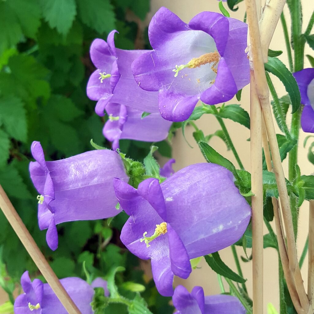 20 Popular Types Of Campanula Pictorial Guide