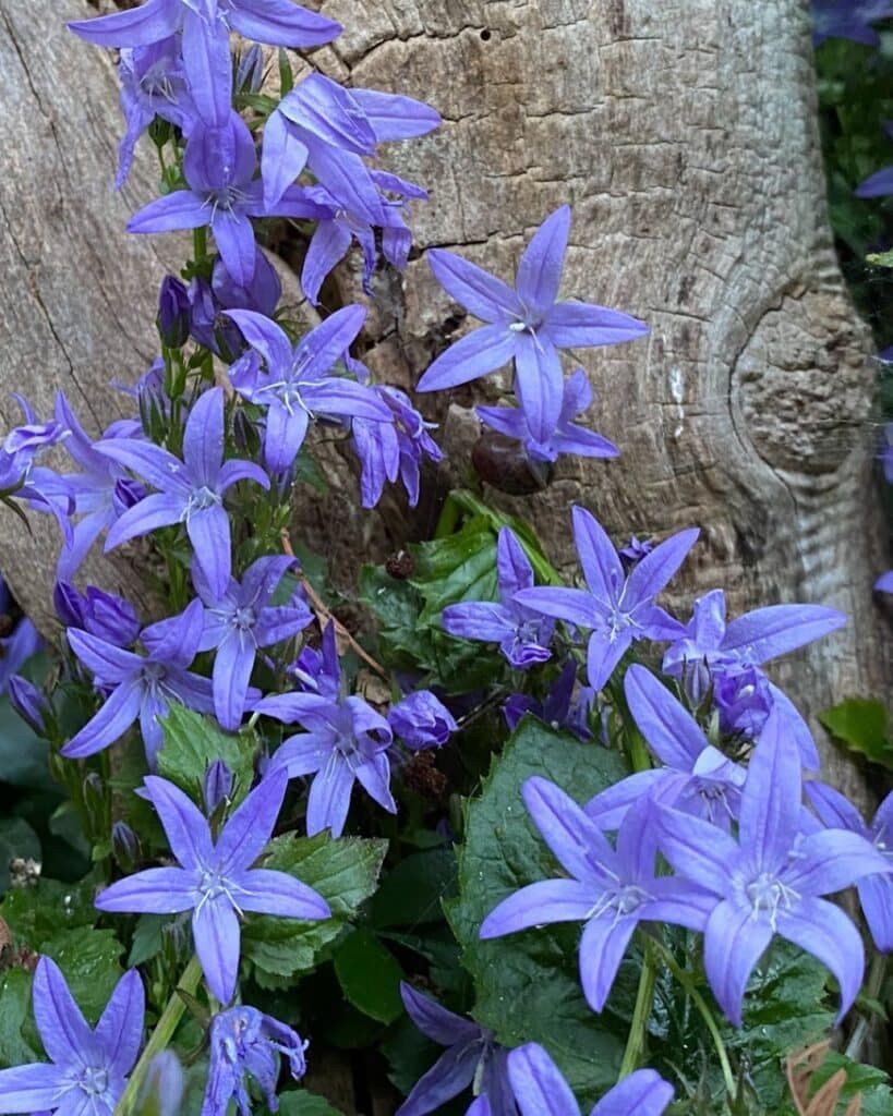 20 Popular Types Of Campanula Pictorial Guide