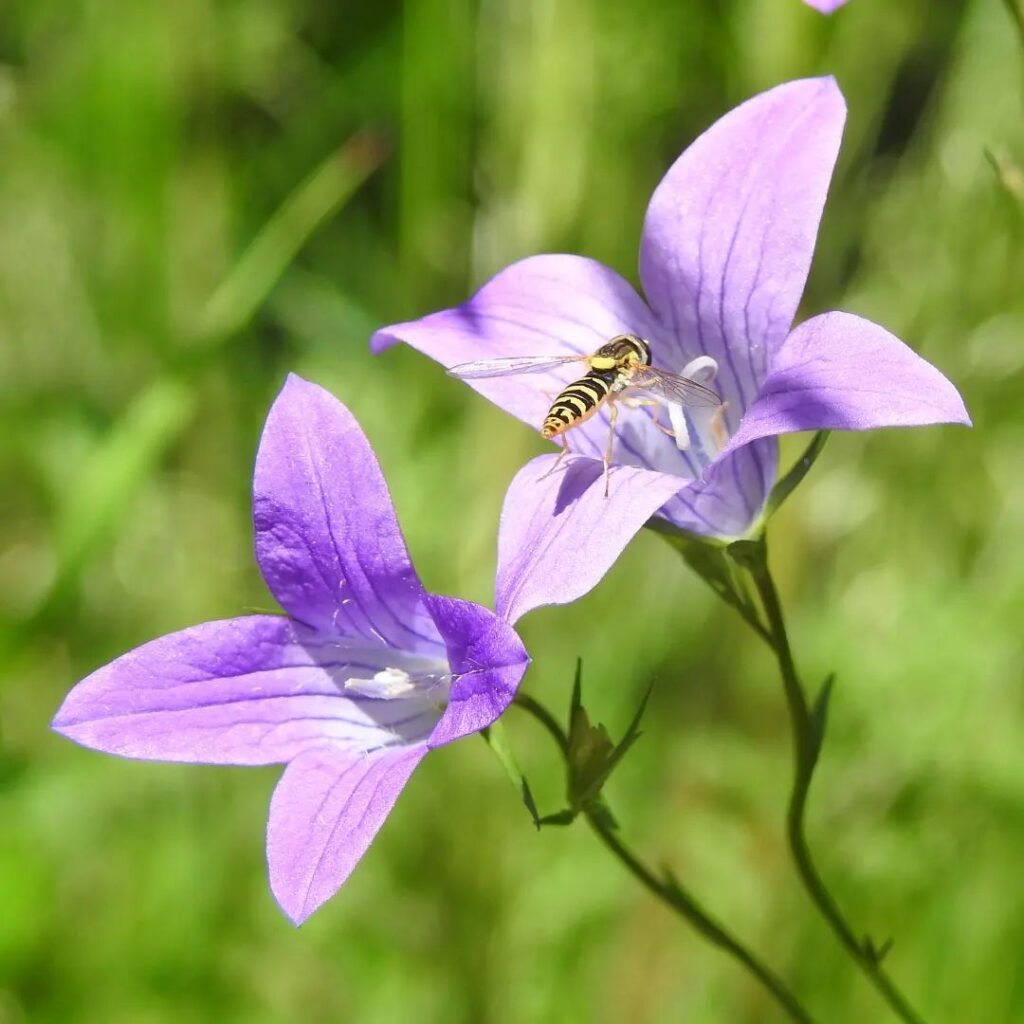 20 Popular Types Of Campanula Pictorial Guide