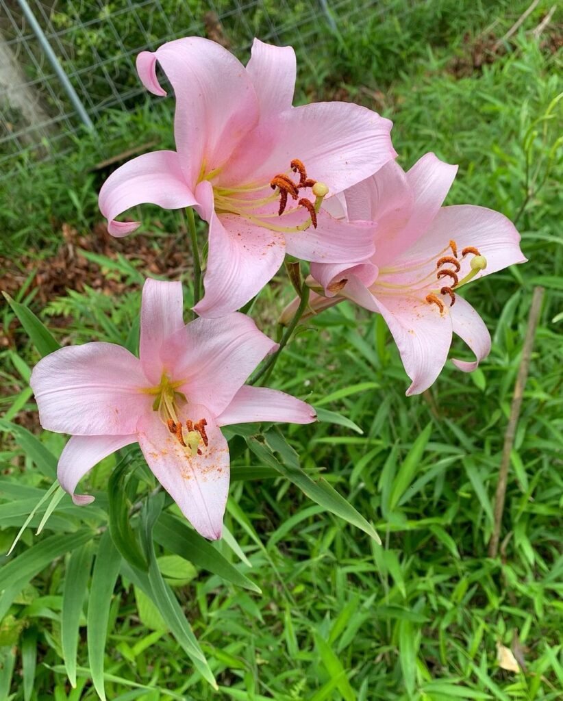30 Popular Types Of Lilium Pictorial Guide