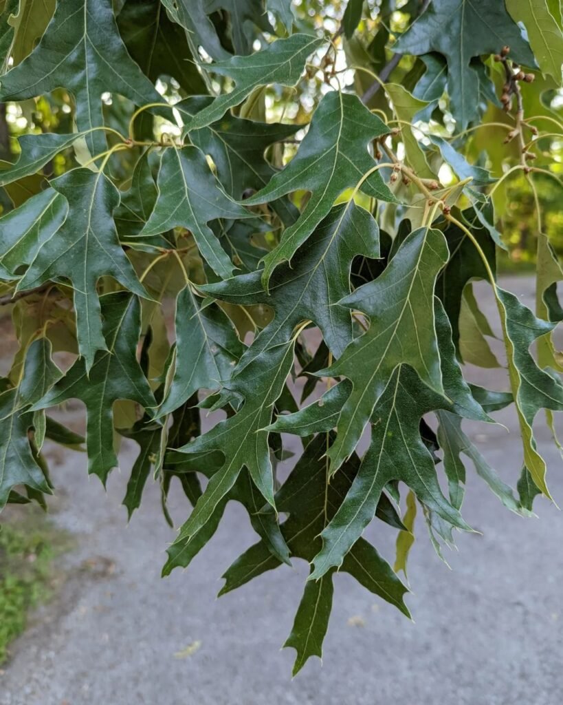 25 Popular Types of Quercus Pictorial Guide