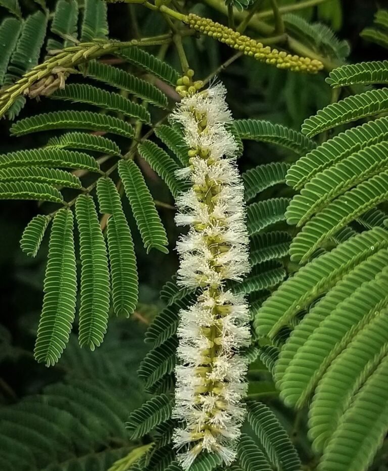 30 Popular Types Of Acacia Pictorial Guide