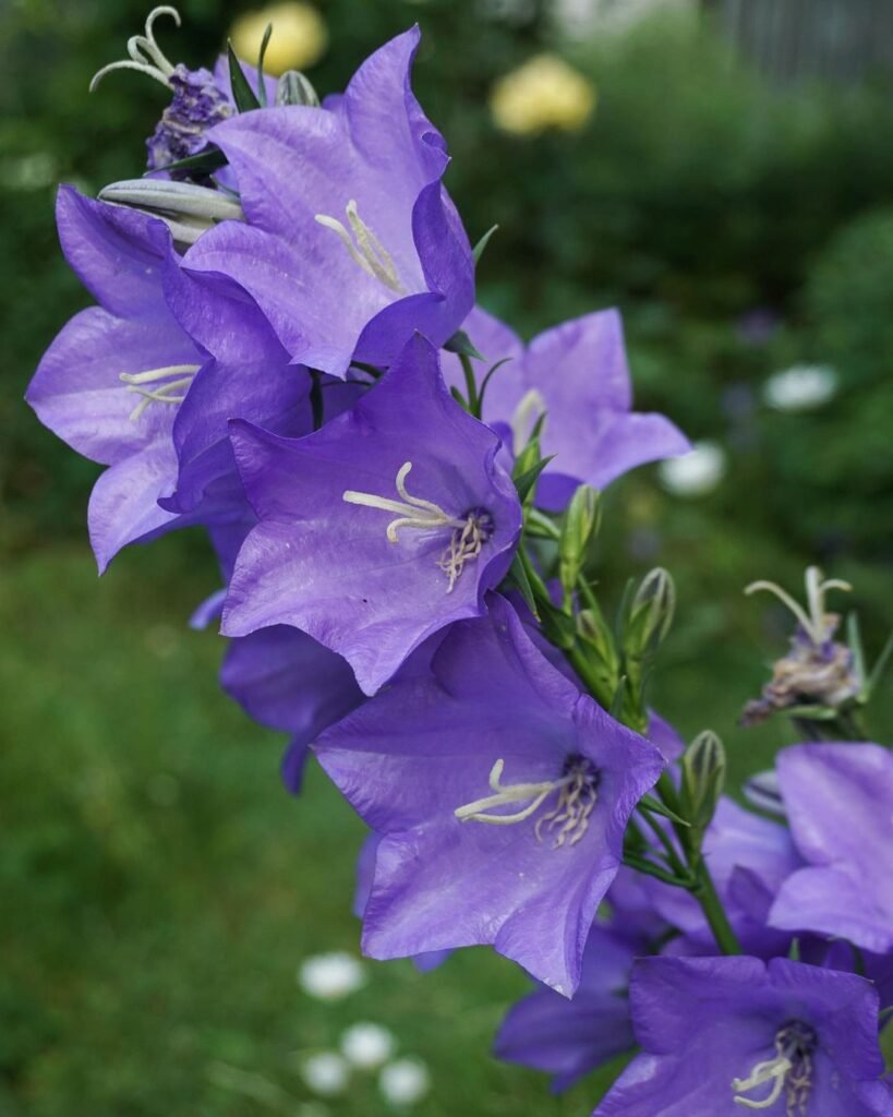 20 Popular Types Of Campanula Pictorial Guide