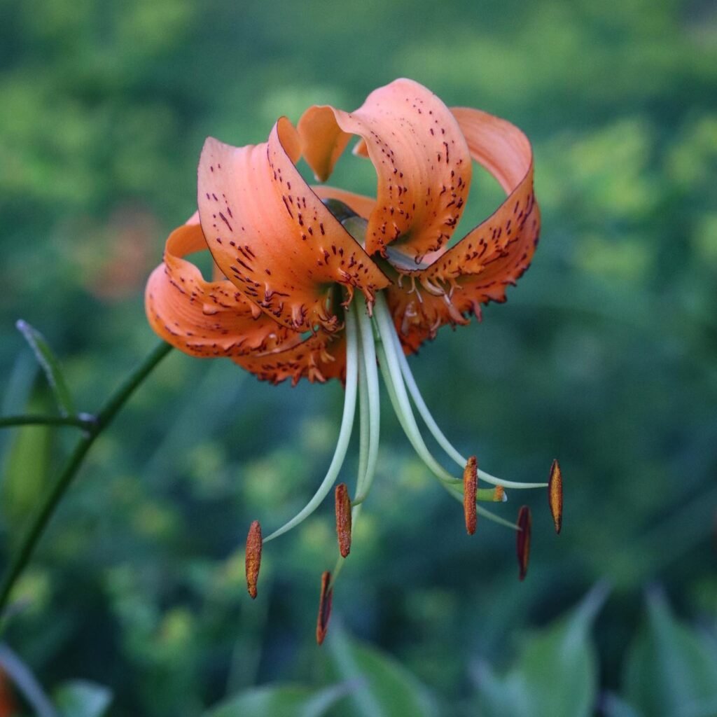 30 Popular Types Of Lilium Pictorial Guide