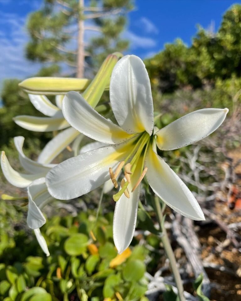 30 Popular Types Of Lilium Pictorial Guide