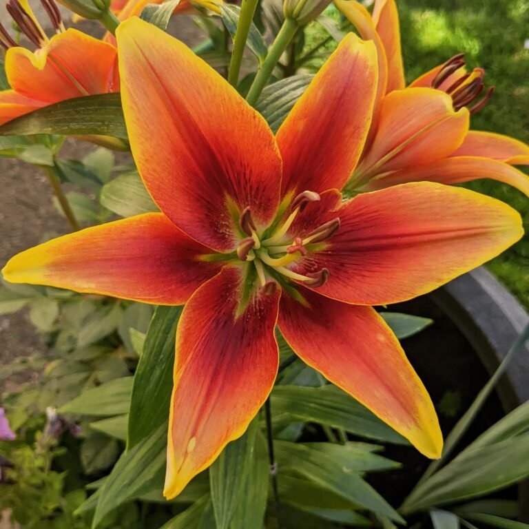30 Popular Types Of Lilium Pictorial Guide