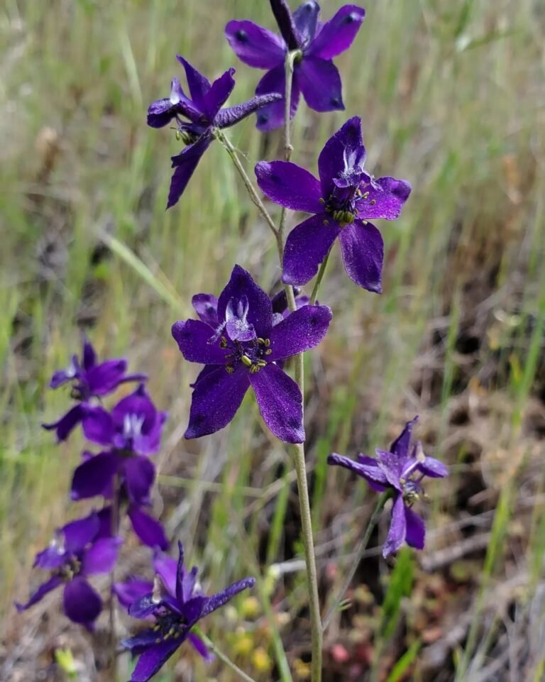 30 Popular Types Of Delphinium Pictorial Guide