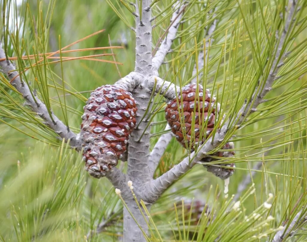 40 Popular Types Of Pinus Pictorial Guide
