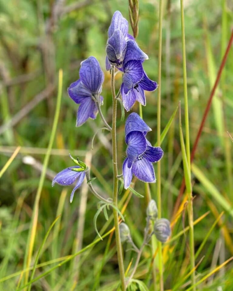 15 Popular Types Of Aconitum Pictorial Guide