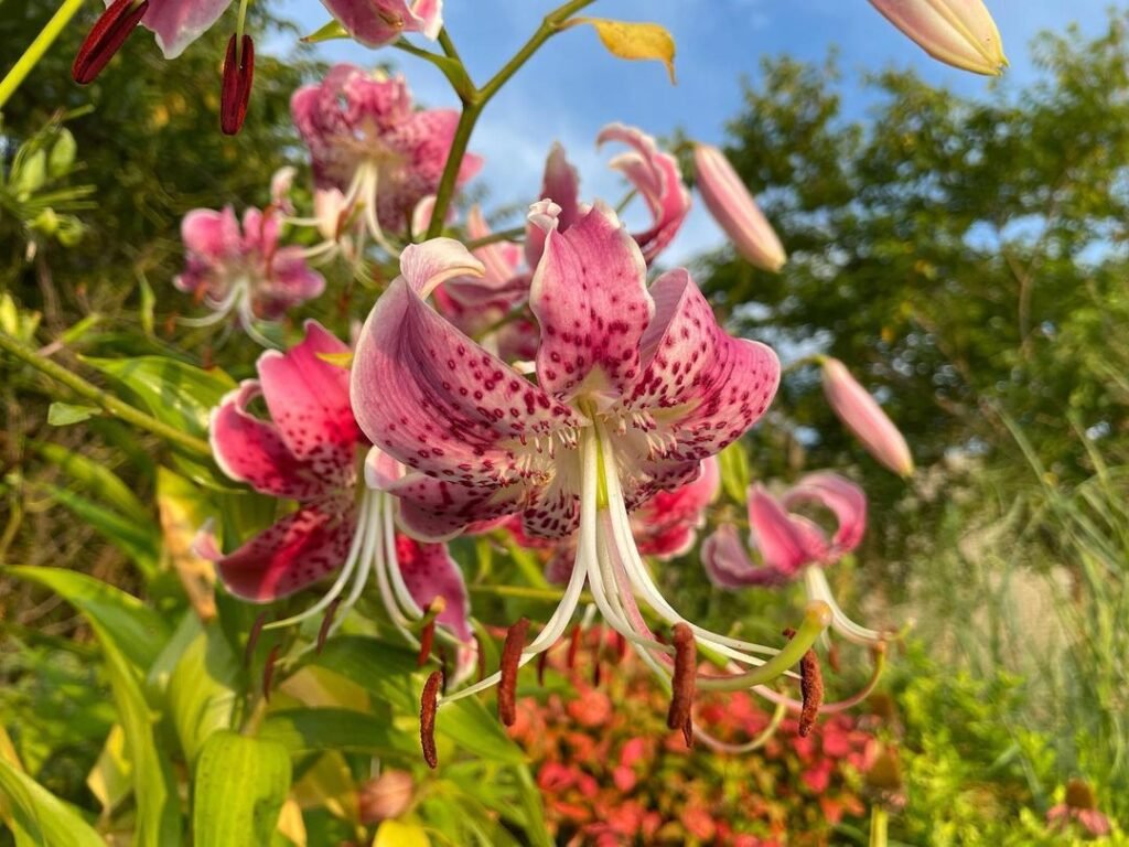 30 Popular Types Of Lilium Pictorial Guide