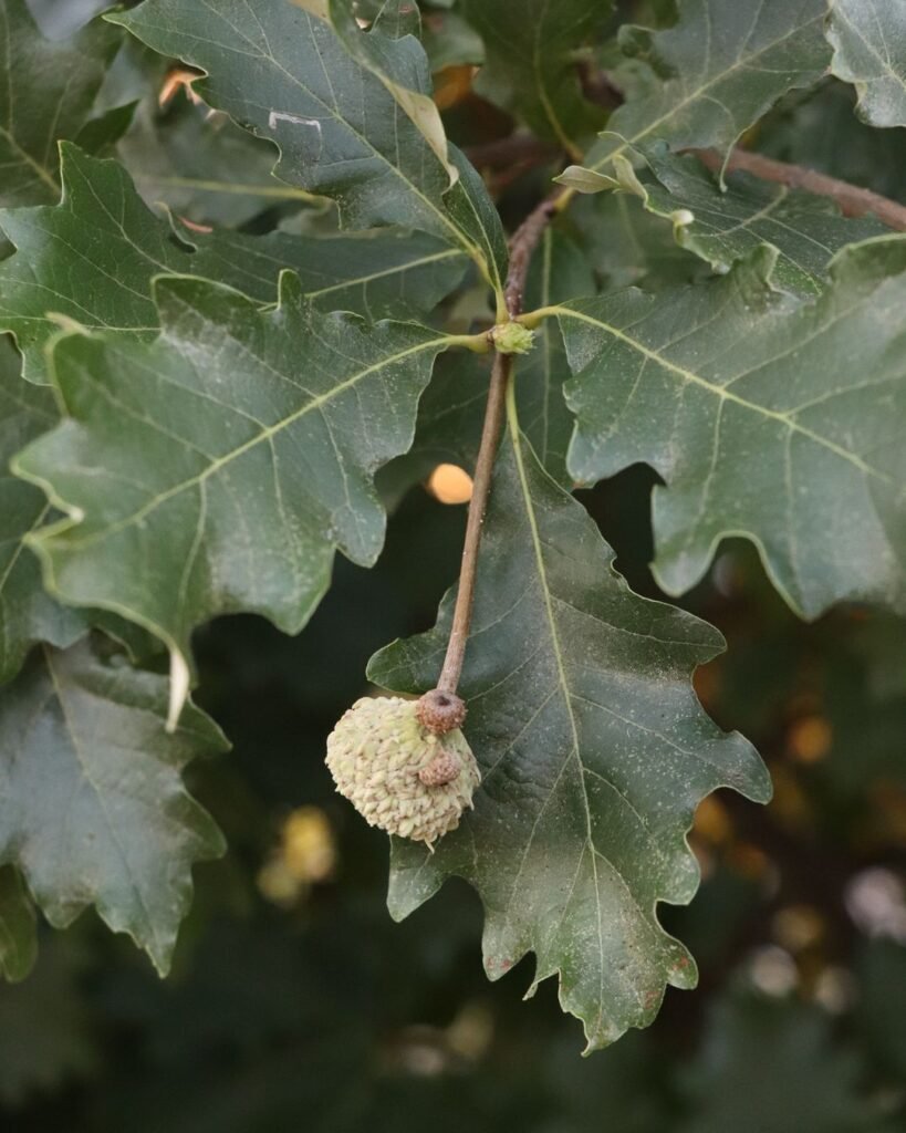25 Popular Types of Quercus Pictorial Guide