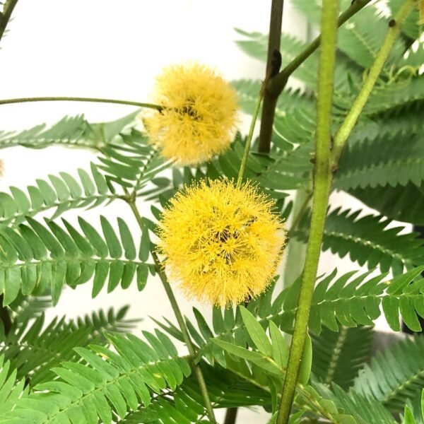 30 Popular Types Of Acacia Pictorial Guide
