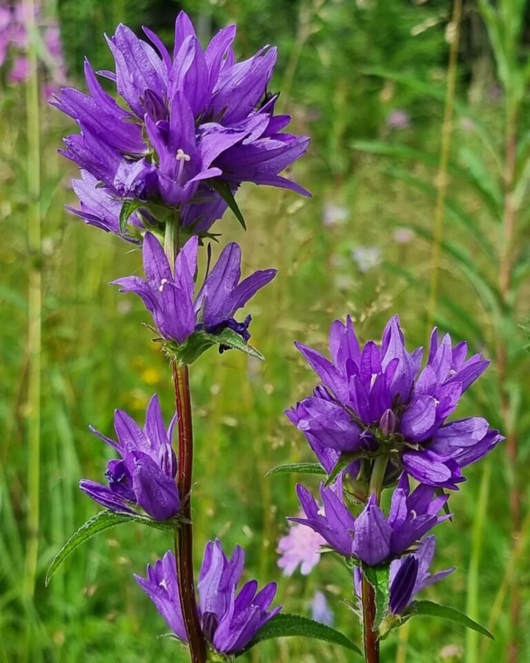 20 Popular Types Of Campanula Pictorial Guide