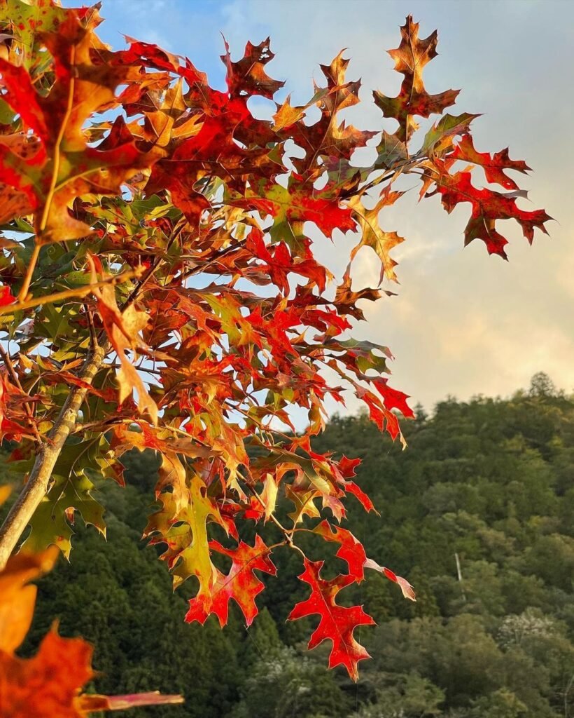 25 Popular Types of Quercus Pictorial Guide
