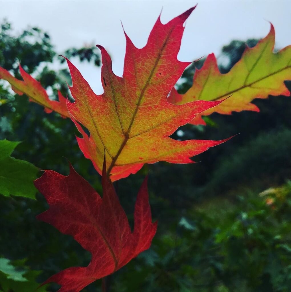25 Popular Types of Quercus Pictorial Guide