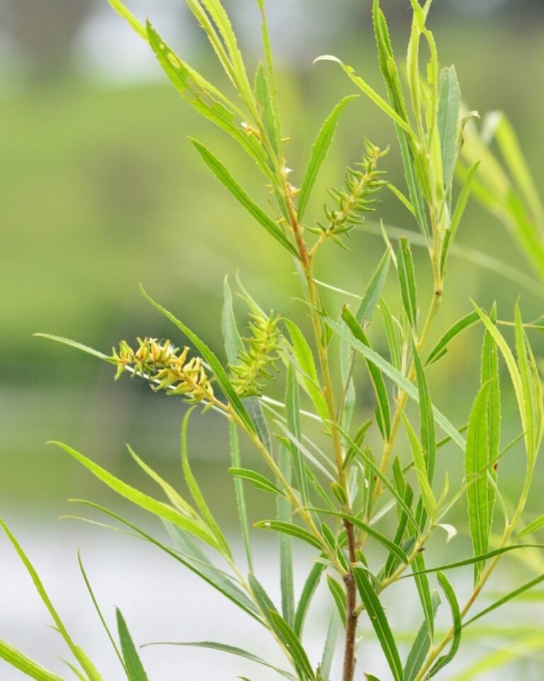20 Popular Types Of Salix Pictorial Guide