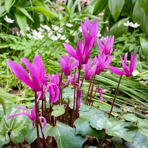 21 Types Of Cyclamen Pictorial Guide