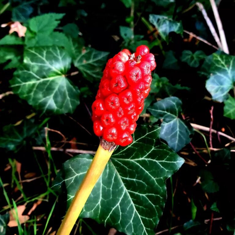18 Popular Types Of Arum Pictorial Guide