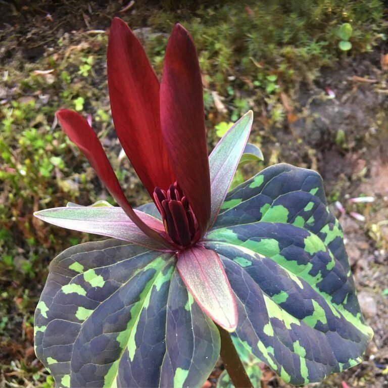 20 Popular Types Of Trillium Pictorial Guide