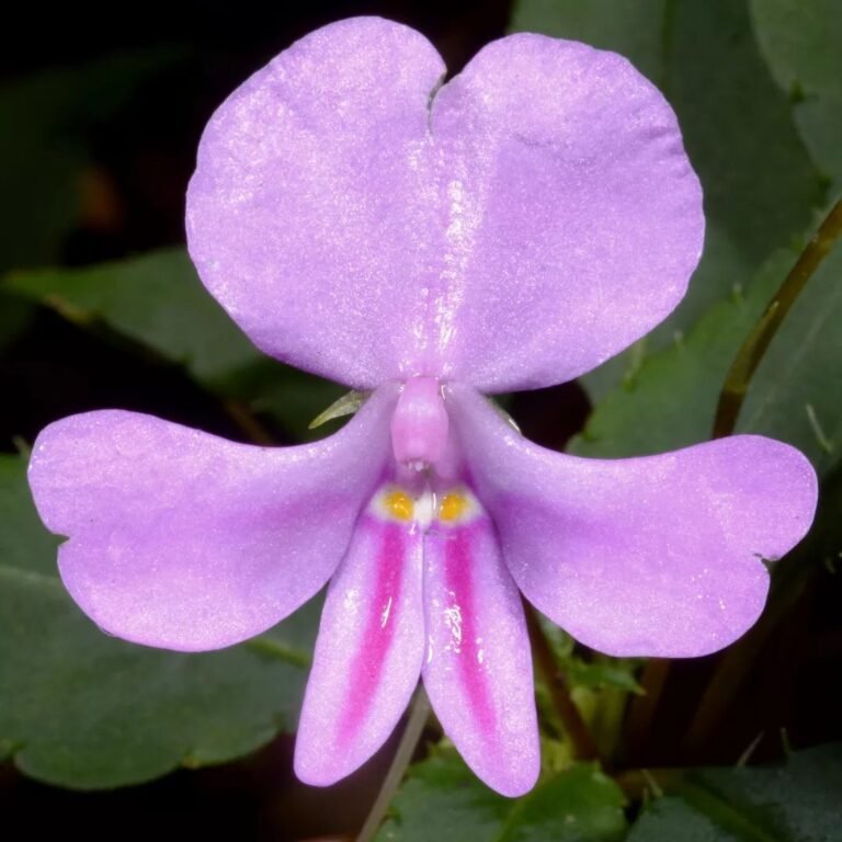 29 Popular Types Of Impatiens Pictorial Guide