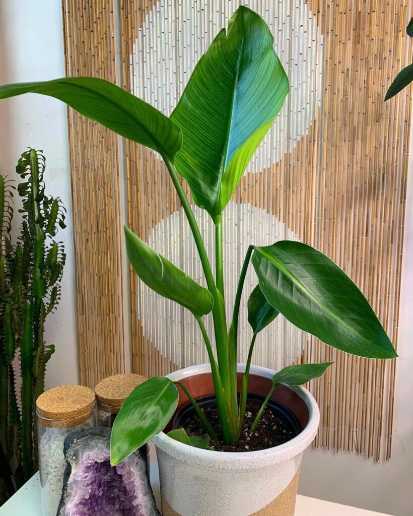Create A Serene Oasis With These 10 White Houseplants